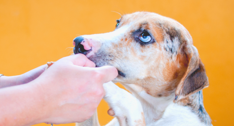Como resgatar um cachorro abandonado?|Contribuir em grupo nunca foi tão ...